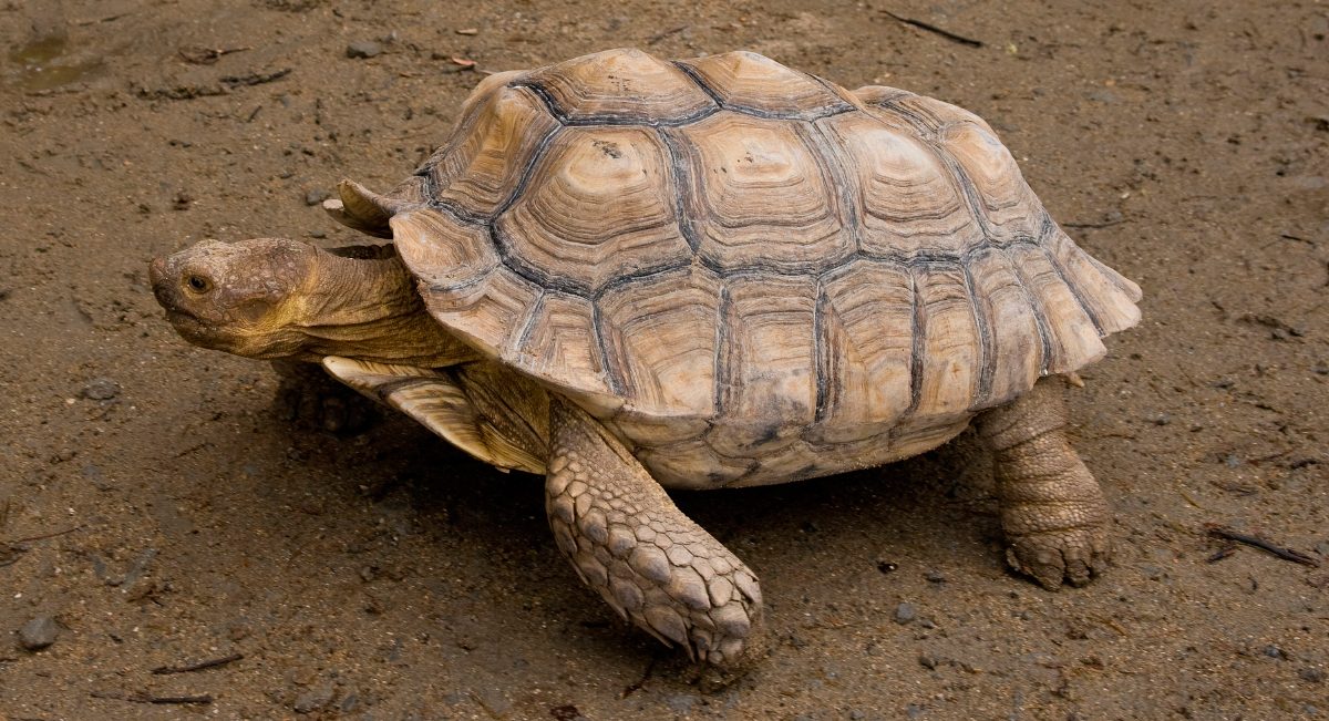 caracteristicas-de-la-tortuga-sulcata – Noticias La Paz, Baja ...